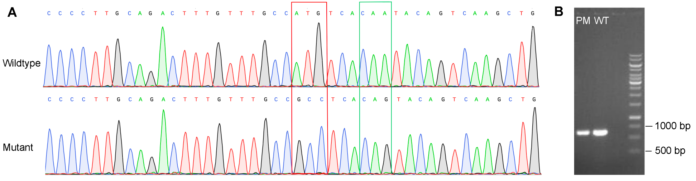CRISPR Point Mutation Stable Cell Line | VectorBuilder